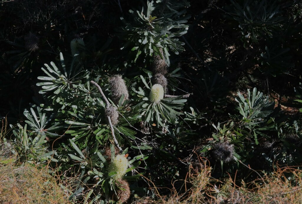 Wallum banksia from Minnie Water NSW 2462, Australia on August 06, 2024 ...
