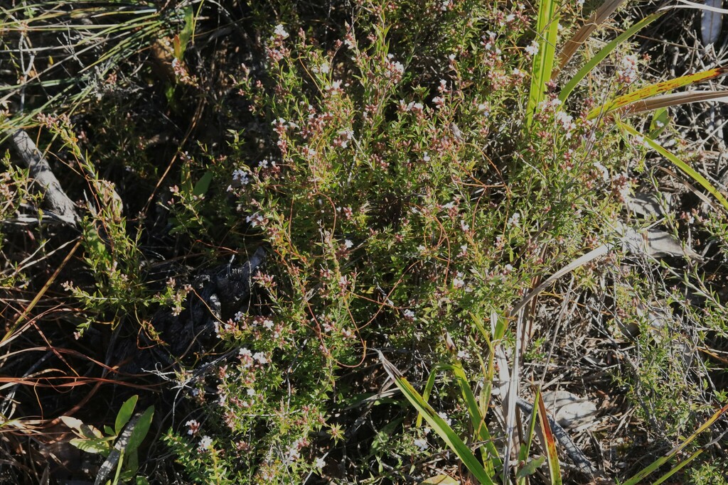 common beard-heath from Minnie Water NSW 2462, Australia on August 06 ...