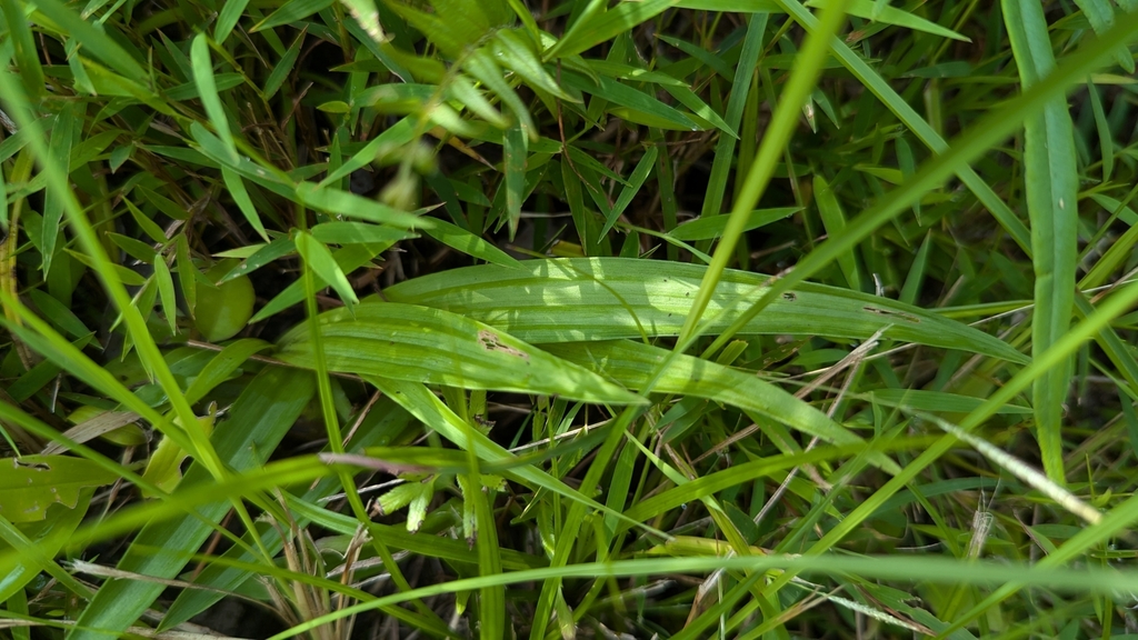Bletilla formosana from 106台灣台北市大安區黎和里 on August 13, 2024 at 09:56 AM ...