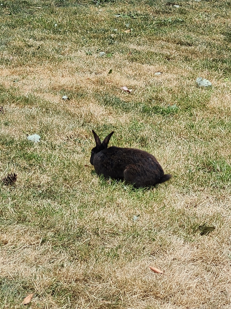 Hares and Rabbits from Richmond, Columbia Británica V6Y 1X8, Canadá on ...