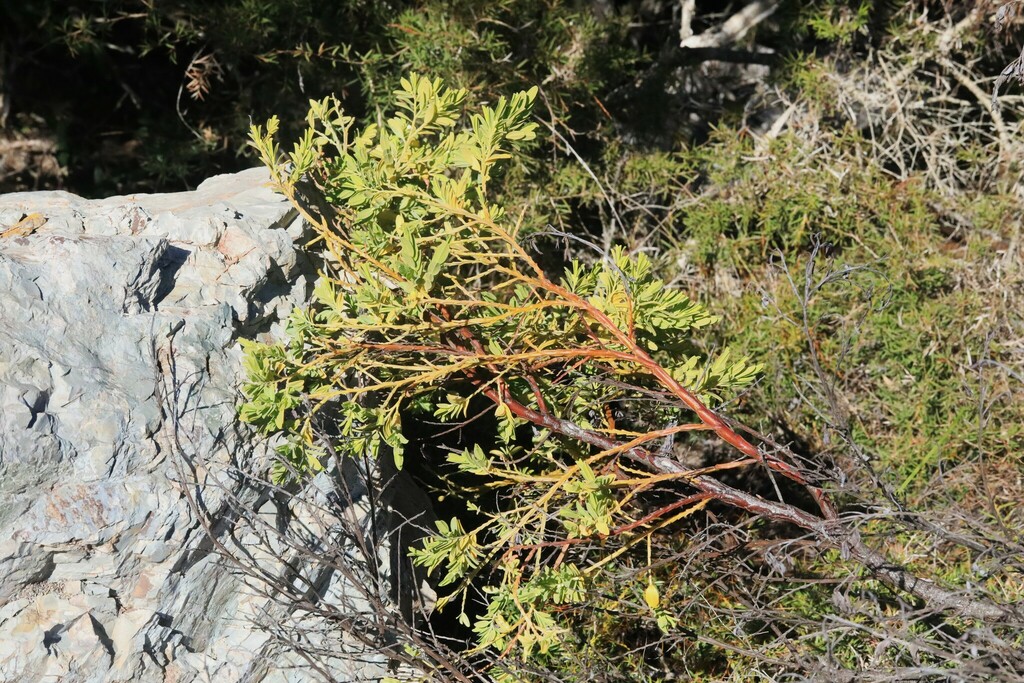 Olax angulata from Minnie Water NSW 2462, Australia on August 06, 2024 ...