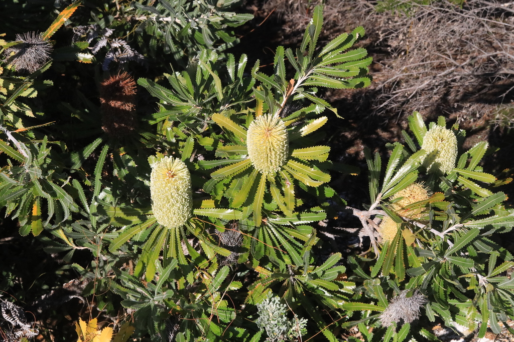 Wallum banksia from Minnie Water NSW 2462, Australia on August 06, 2024 ...