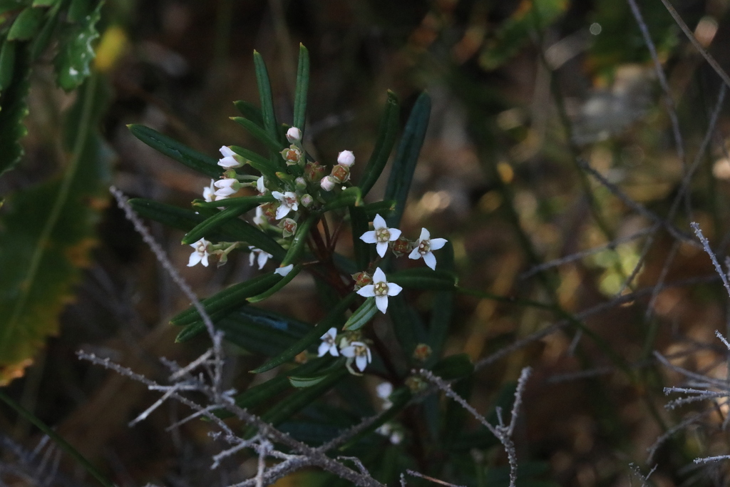 wallum zieria from Minnie Water NSW 2462, Australia on August 06, 2024 ...