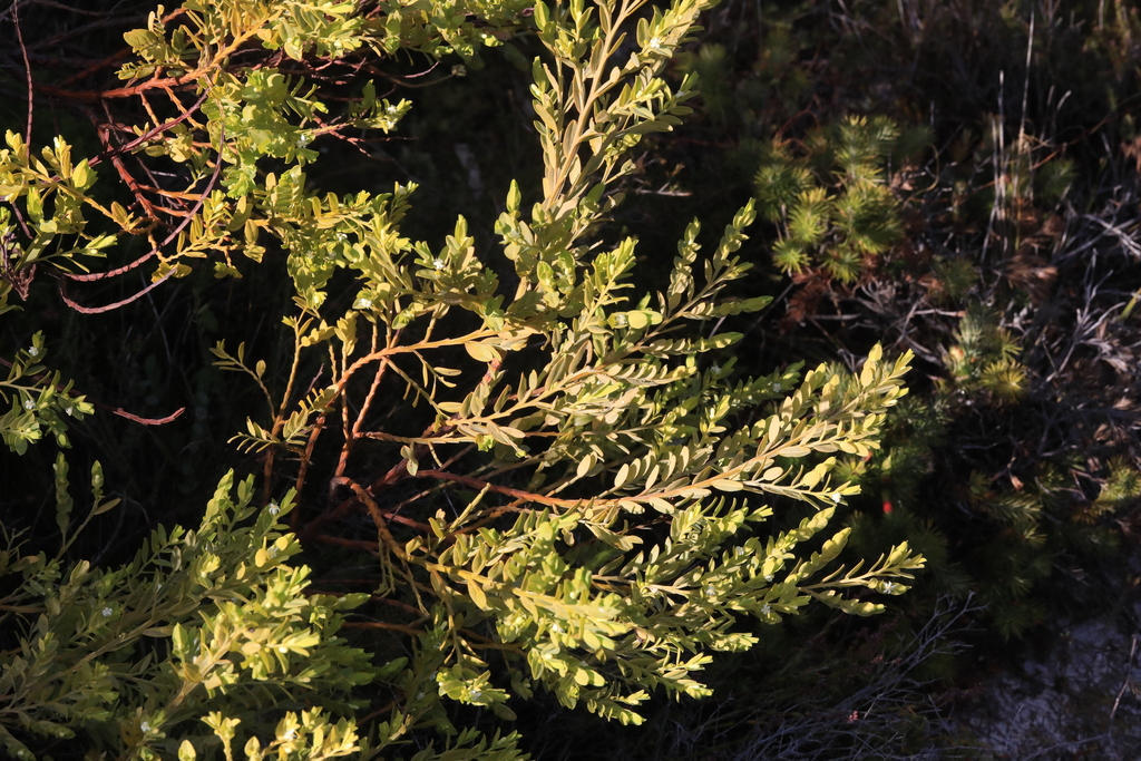 Olax angulata from Minnie Water NSW 2462, Australia on August 06, 2024 ...
