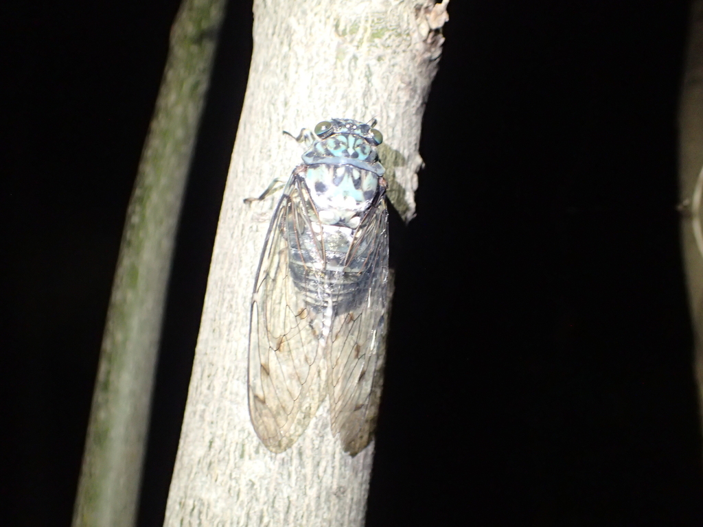 Robust Cicada in August 2024 by hakkahamushi · iNaturalist