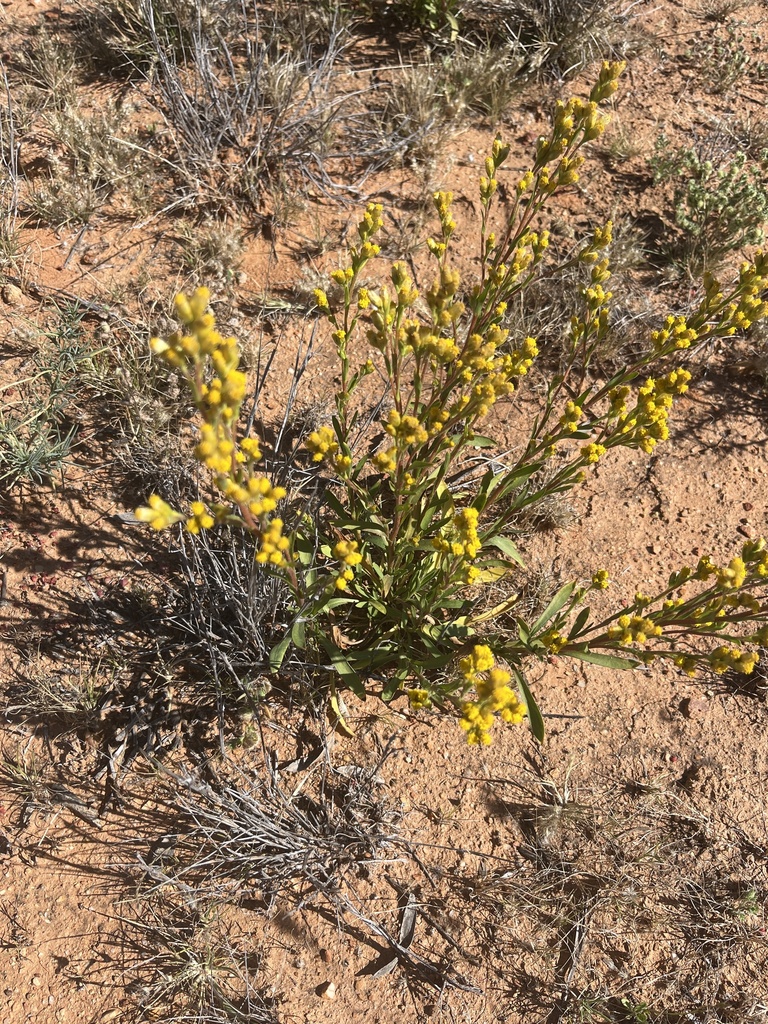 Something from West MacDonnell, Sandover, AU-NT, AU on August 12, 2024 ...