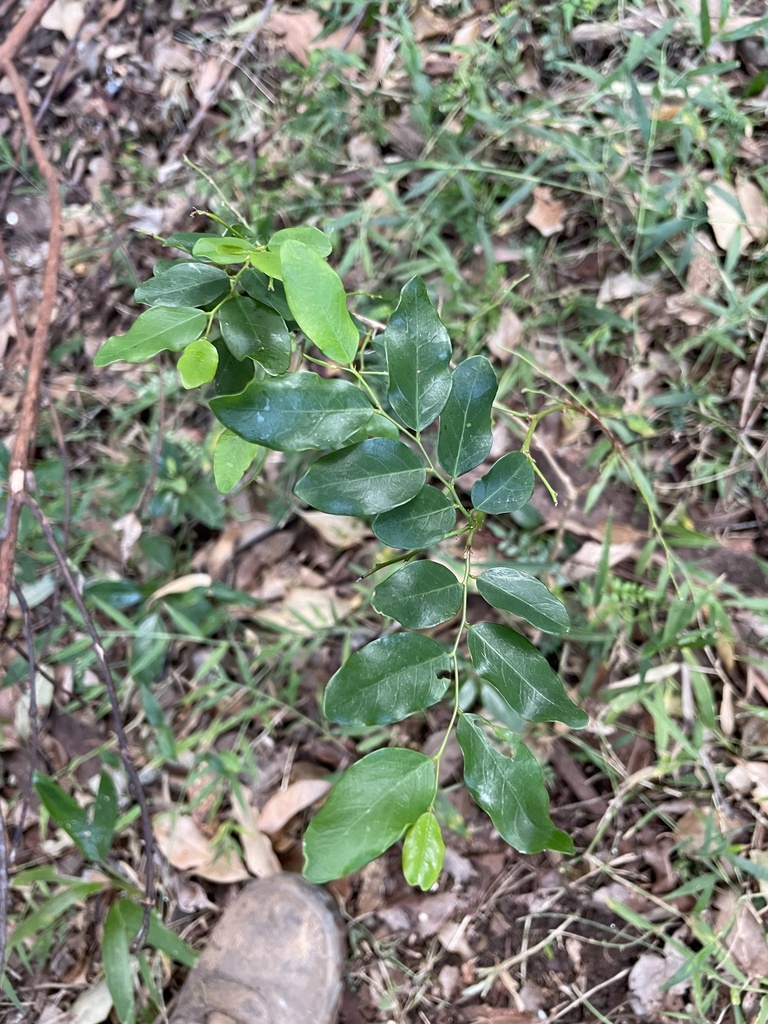 coffee bush in August 2024 by tweedvalleyspur · iNaturalist