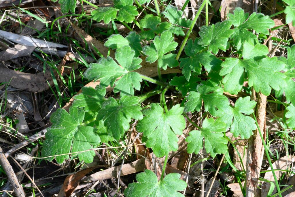 Australian Buttercup from NP Belair general on August 13, 2024 at 02:27 ...