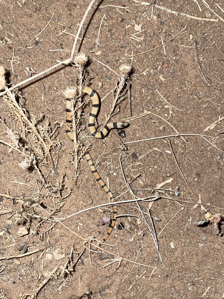 Great Plains Ground Snake from RM-505, Fort Davis, TX, US on August 12 ...