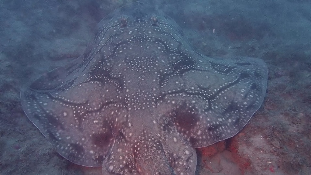 Undulate Skate in August 2024 by karinemanko · iNaturalist