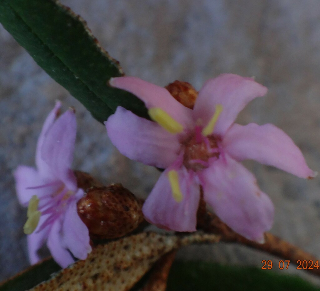 Phebalium nottii from Isla QLD 4719, Australia on July 29, 2024 at 02: ...