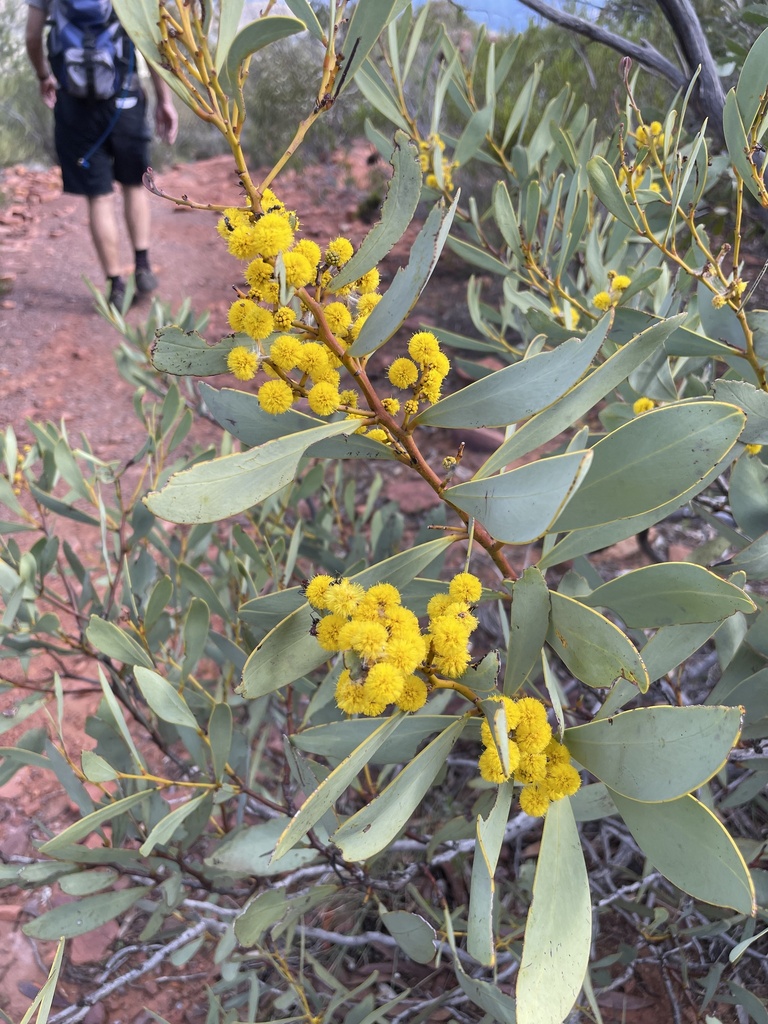 Notable Wattle from Flinders Ranges, SA, AU on August 13, 2024 at 01:20 ...