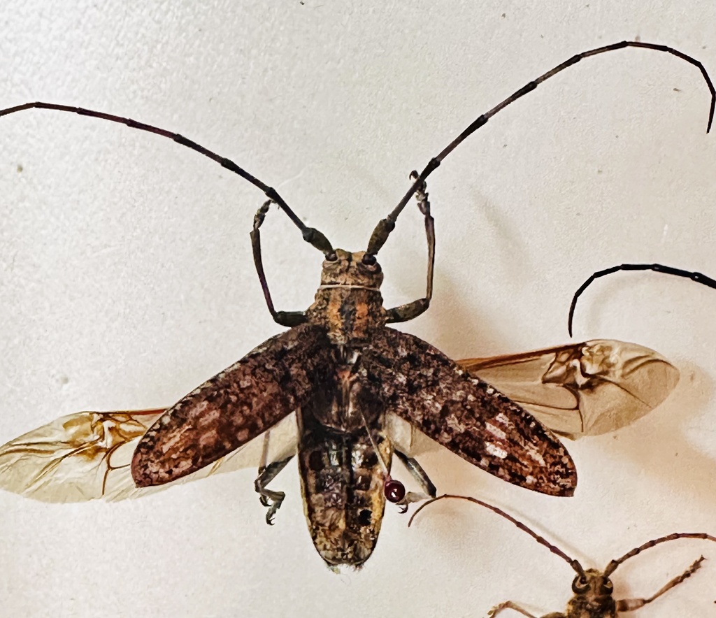 Monochamus alternatus from 东小口, 北京市, CN on August 13, 2024 at 01:57 PM ...