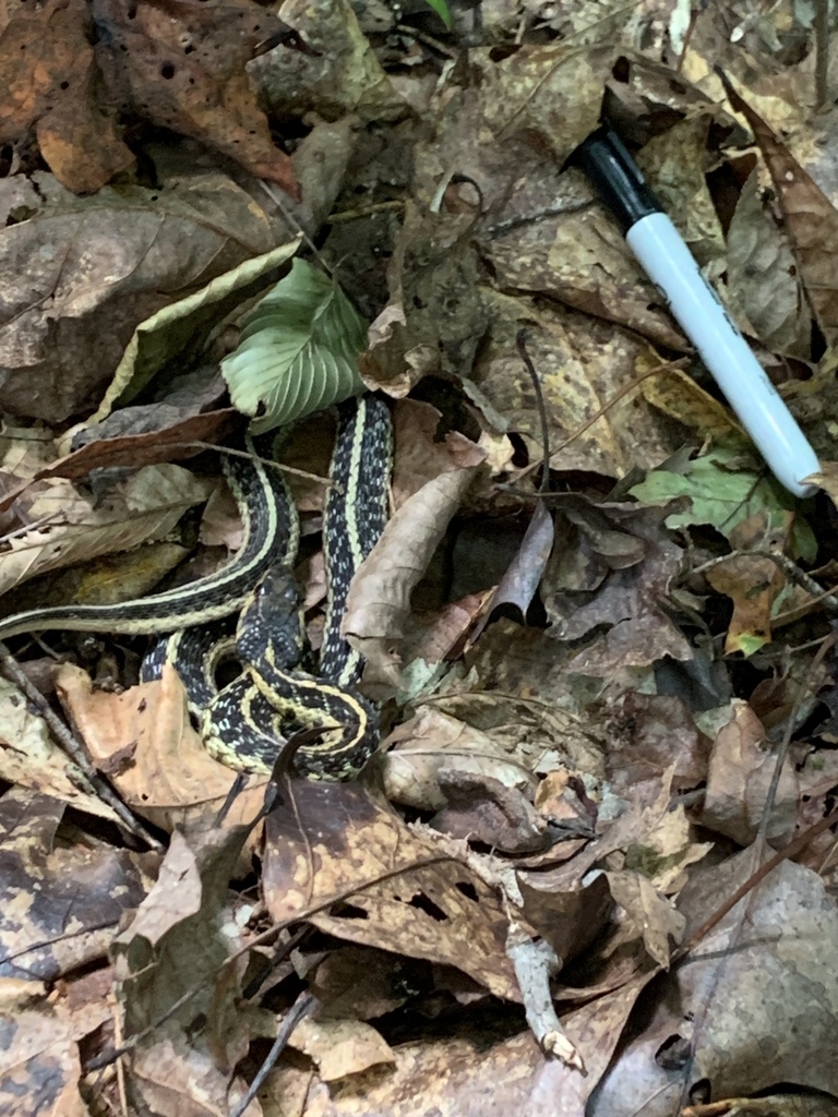 Common Garter Snake from Daniel Boone National Forest, Big Laurel, KY ...