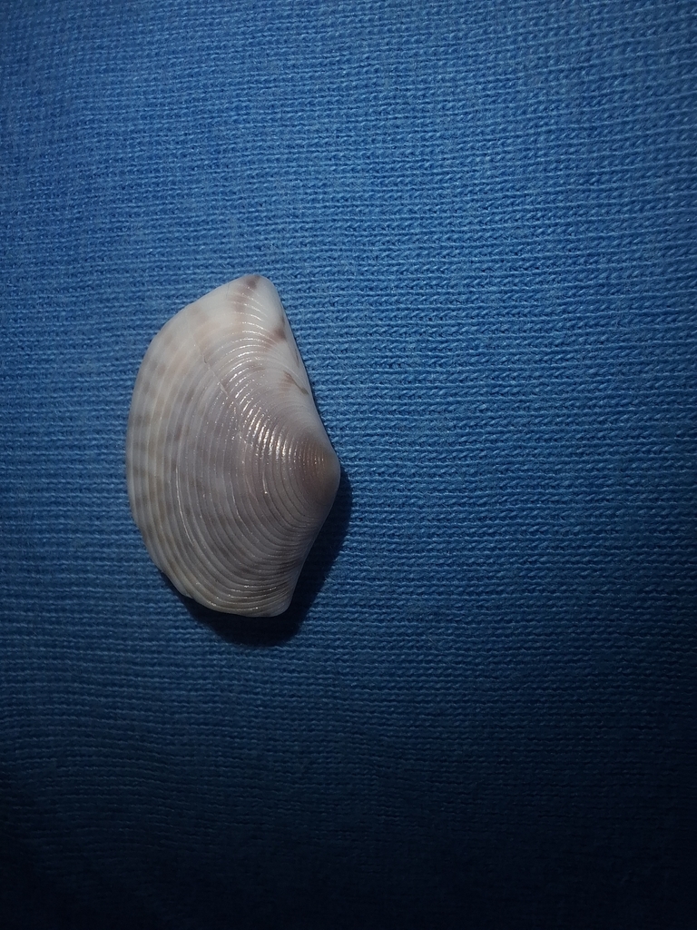 Sunetta from Manayaweli, Sri Lanka on August 6, 2024 at 06:15 PM by ...