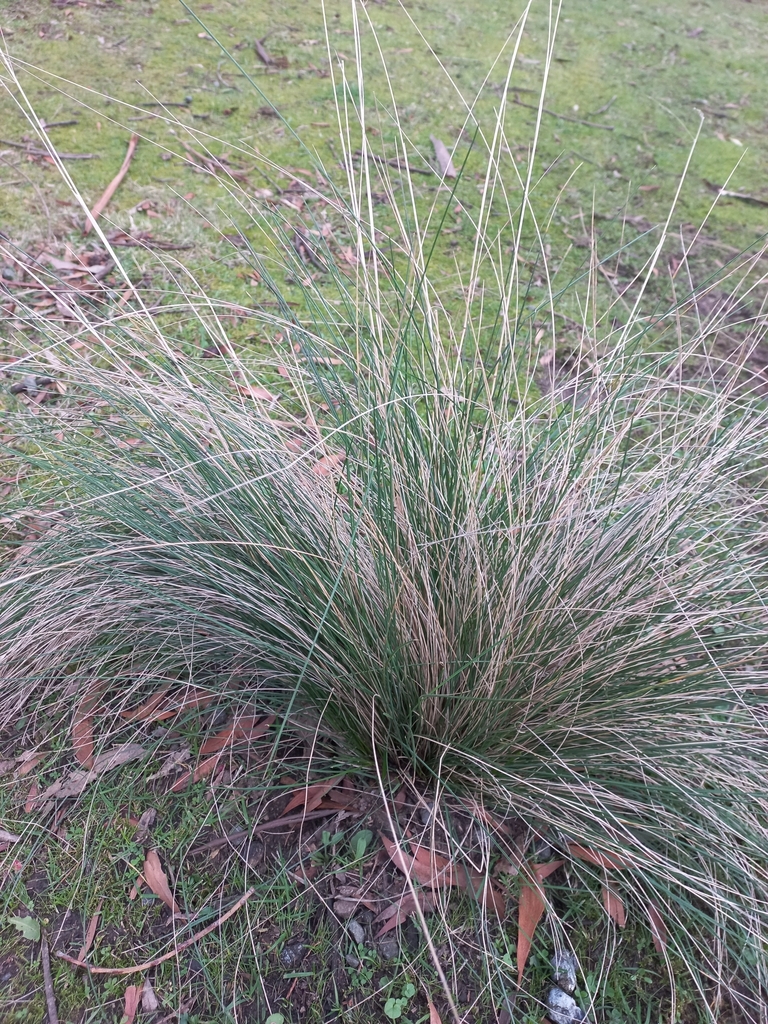common tussock grass from South Hobart TAS 7004, Australia on August 13 ...