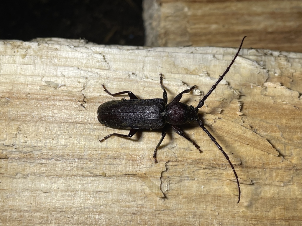 Black Spruce Borer from Kuril'skiy rayon, RU-SL, RU on August 12, 2024 ...
