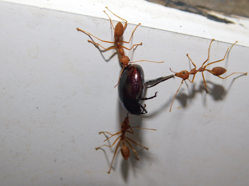 Apogonia from Sejingkat, Kuching, Sarawak, Malaysia on August 7, 2024 ...