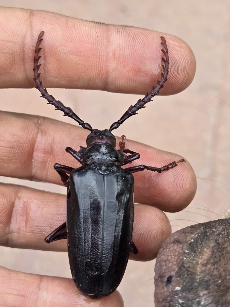 California Root Borer from Ensenada, 22913 B.C., México on August 7 ...
