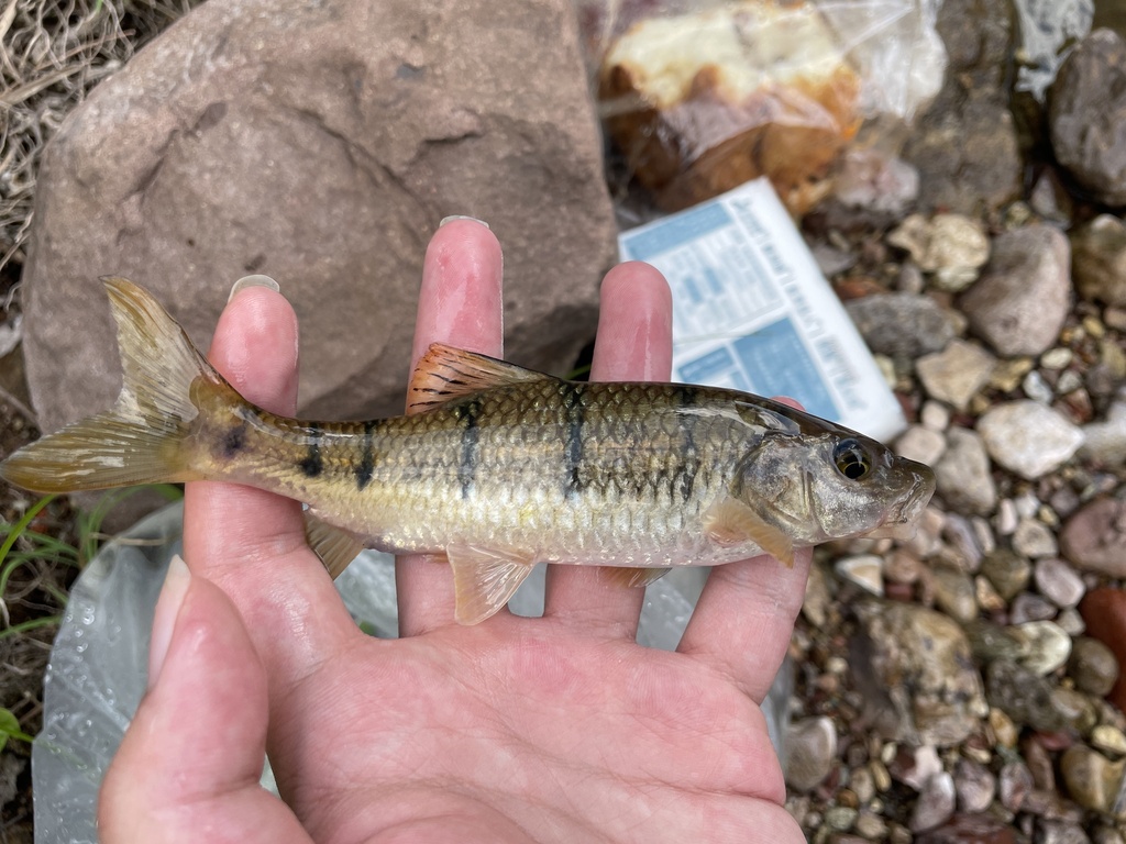 Acrossocheilus wenchowensis from 云和县, 丽水市, 浙江省, CN on August 13, 2024 ...