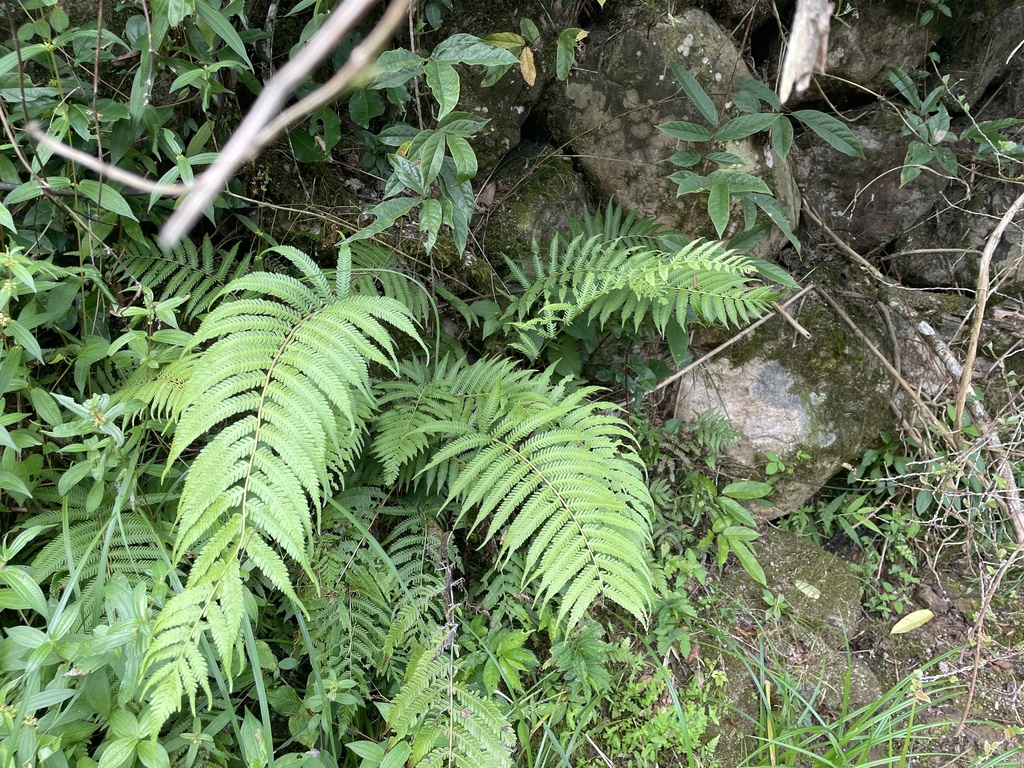 Christella acuminata from 云和县, 丽水市, 浙江省, CN on August 13, 2024 at 03:47 ...