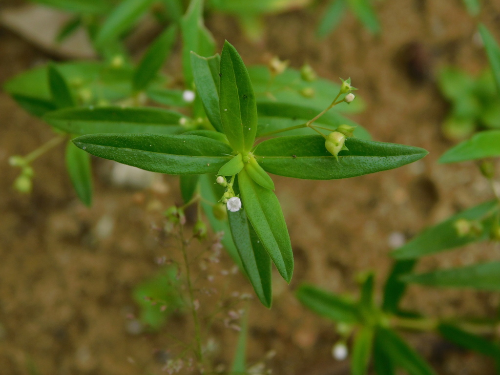 Old World Diamond Flower from Sejingkat, Kuching, Sarawak, Malaysia on ...