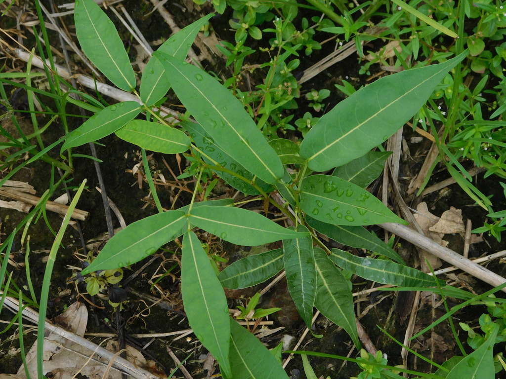Common Derris from Sejingkat, Kuching, Sarawak, Malaysia on August 8 ...