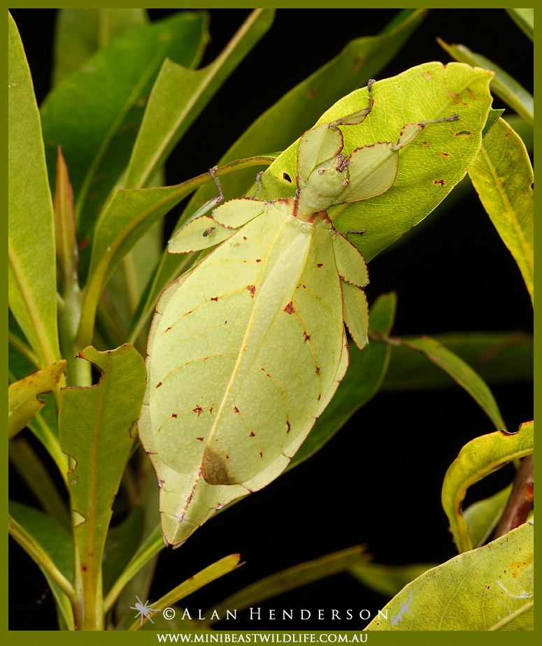 Australian Leaf Insect from Kuranda QLD 4881, Australia on April 15 ...