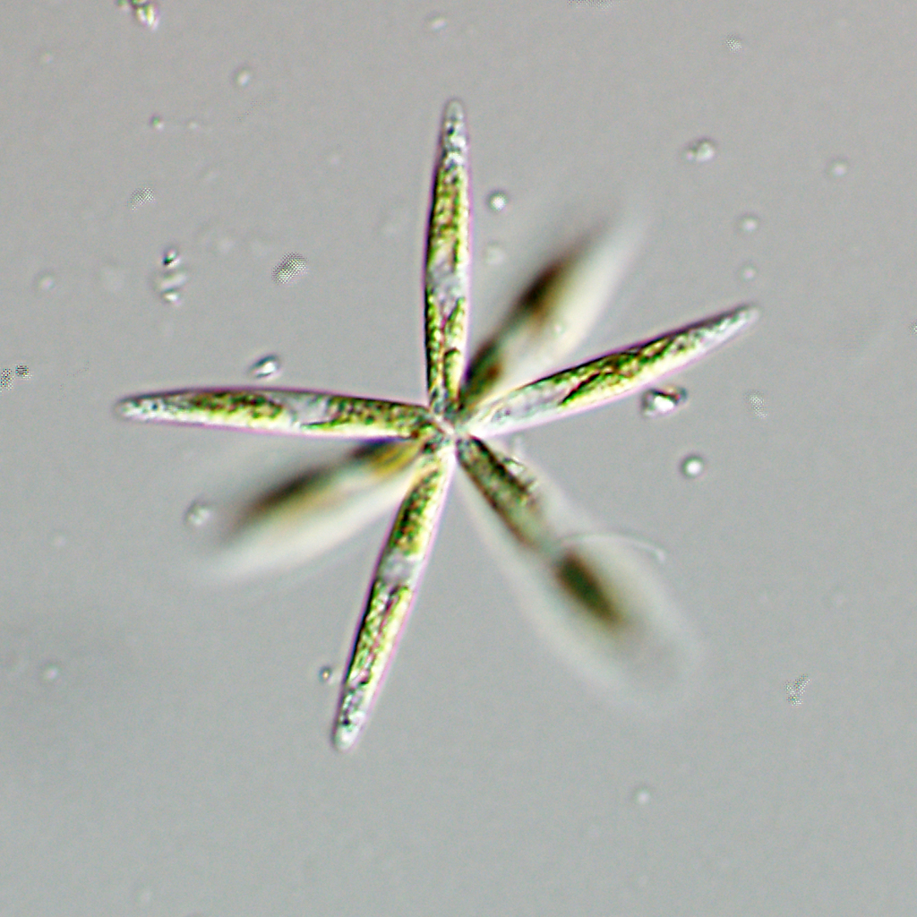 (Actinastrum hantzschii) - Botanical Realm