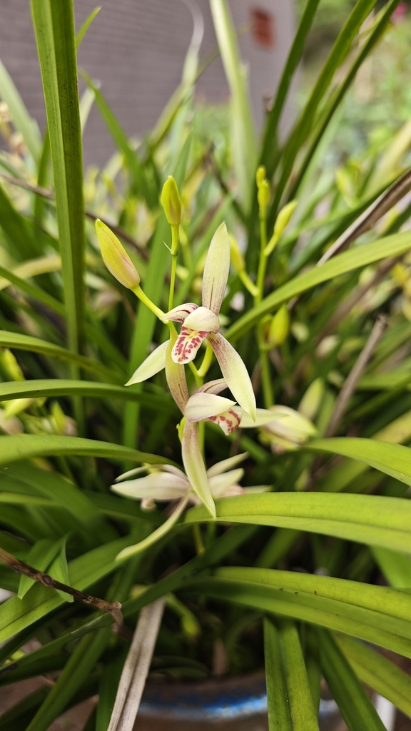 Four-Season Orchid from 浙江省温州市泰顺县司前畲族镇三亩 on August 13, 2024 at 11:11 AM ...