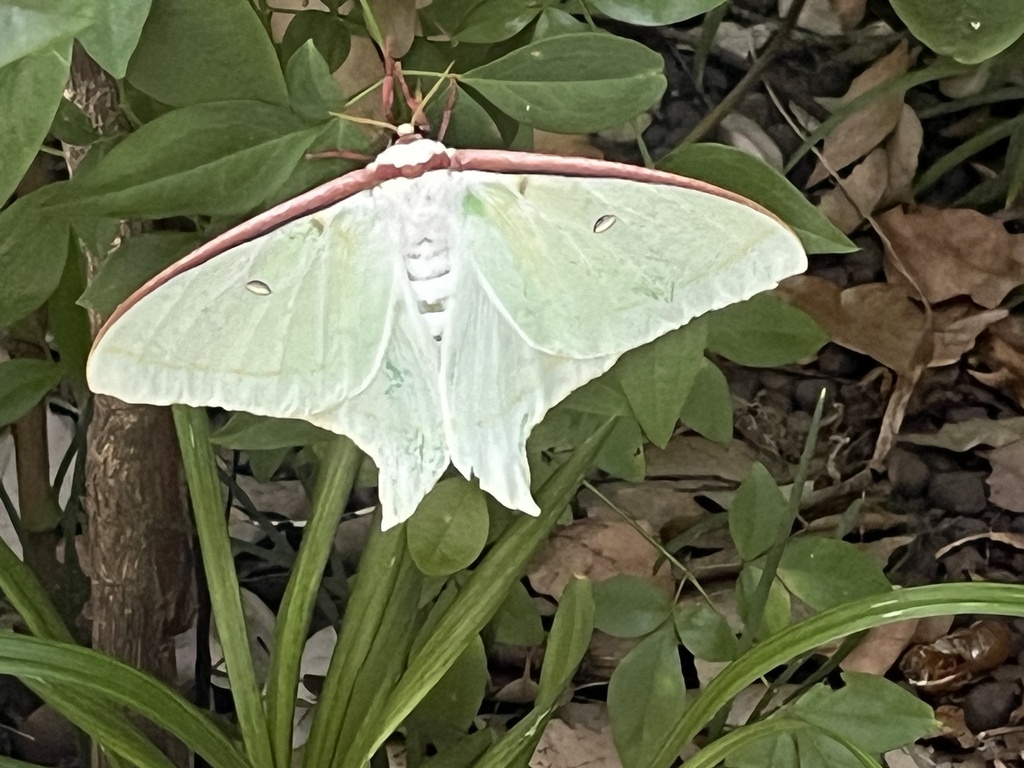 Actias aliena aliena from Honshu, Minato, Tokyo, JP on August 13, 2024 ...