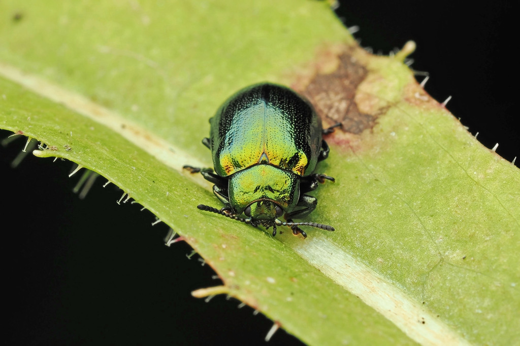 Plagiosterna aenea from Nyukawacho Hatahoko, Takayama, Gifu 506-2251 ...