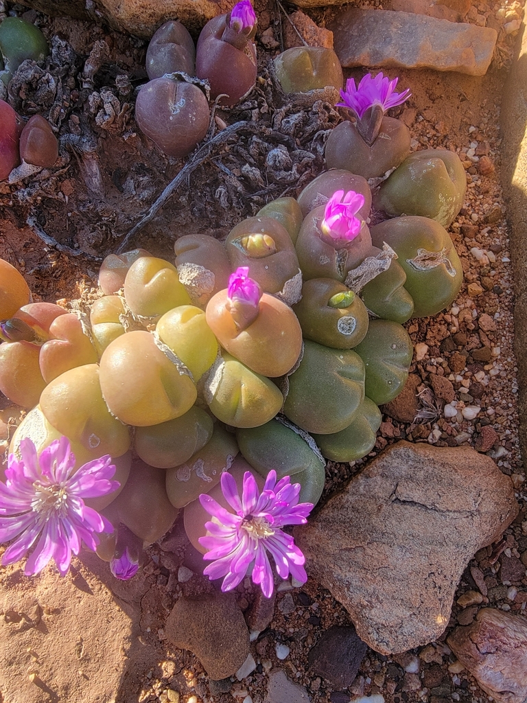 Babybum Humpfig from Central Karoo, ZA-WC, ZA on July 25, 2024 at 04:27 ...