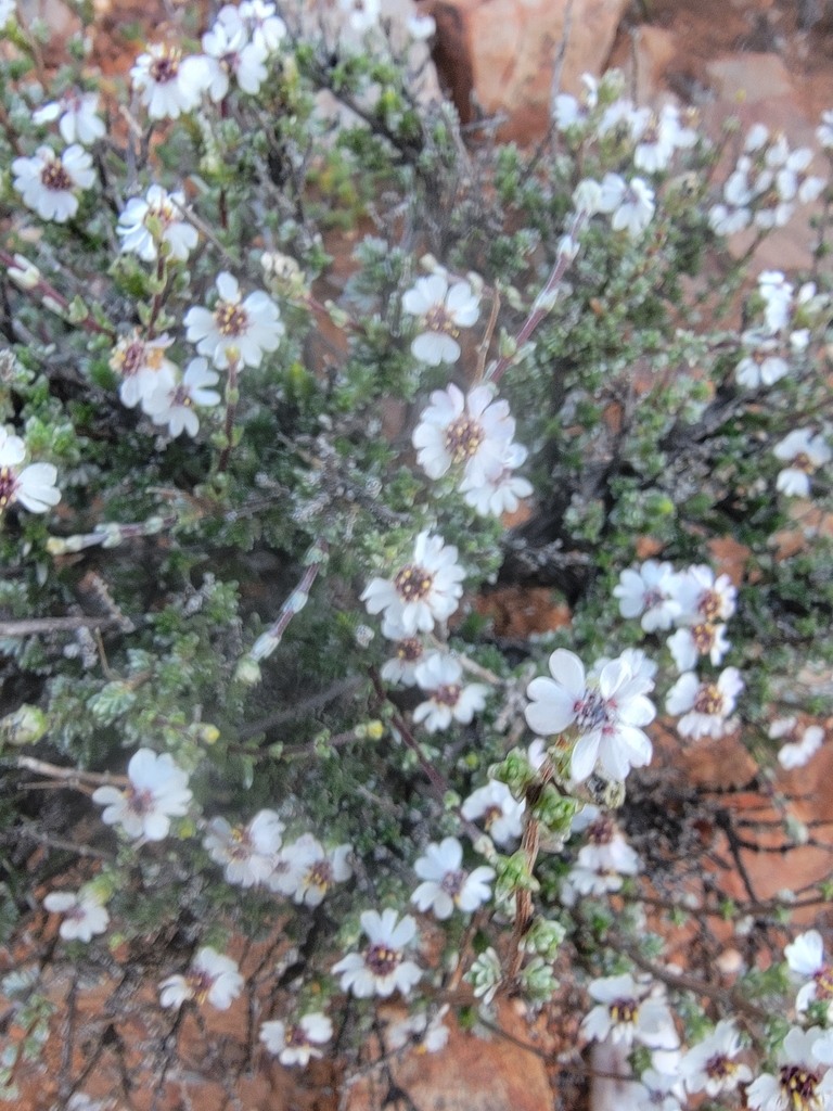 Grand Kapok from Central Karoo, ZA-WC, ZA on July 25, 2024 at 04:59 PM ...