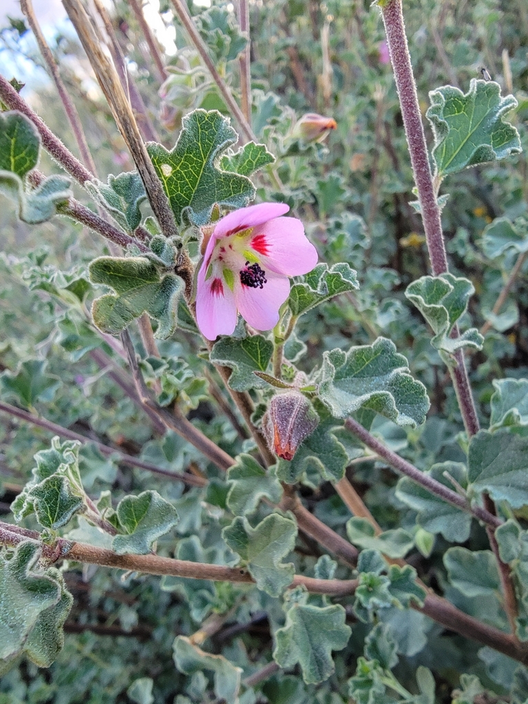 Velvet Mallow from Central Karoo, ZA-WC, ZA on July 26, 2024 at 05:15 ...