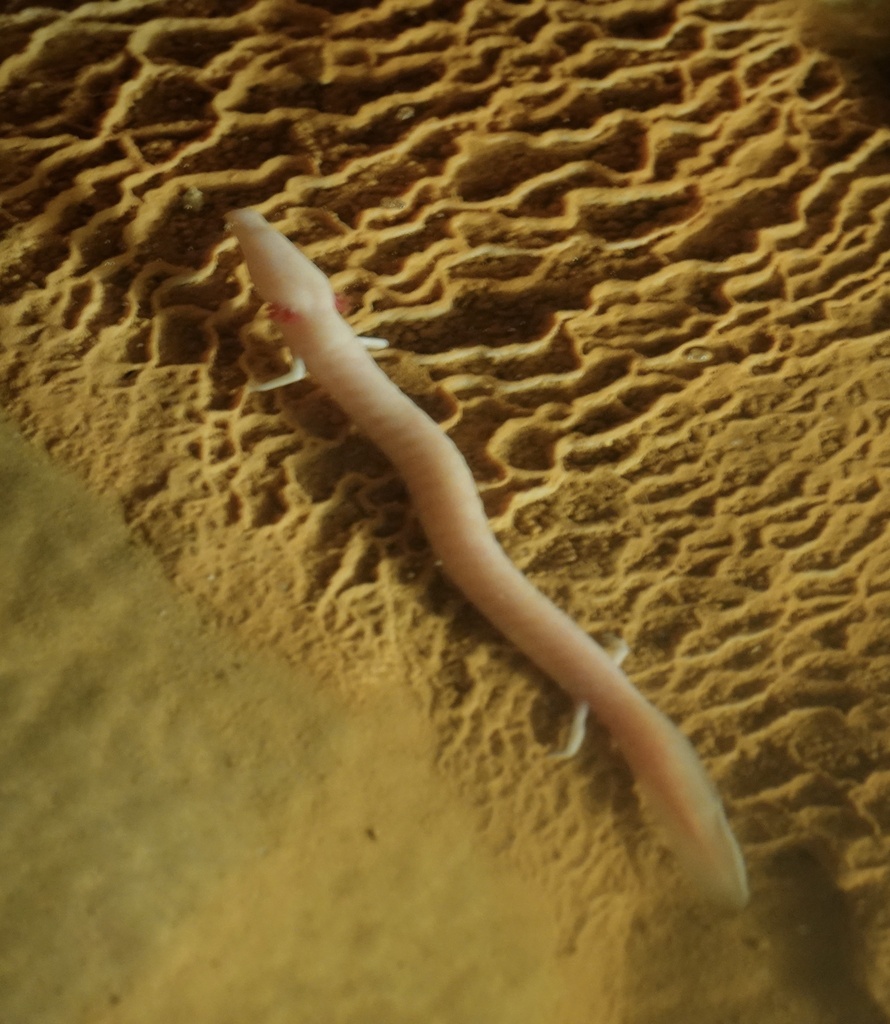 Olm in August 2024 by A. Johann · iNaturalist