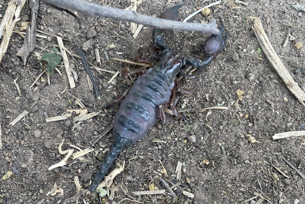 Tanzanian Red Clawed Scorpion from Great Ruaha, Iringa, TZ on July 19 ...