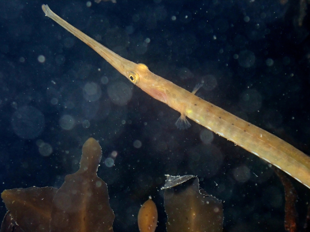 Long-snouted Pipefish from Wellington, New Zealand on August 13, 2024 ...