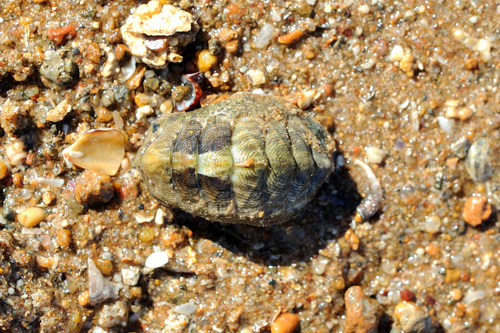 Lucilina dilecta from Port Hedland on August 10, 2024 at 09:28 AM by ...