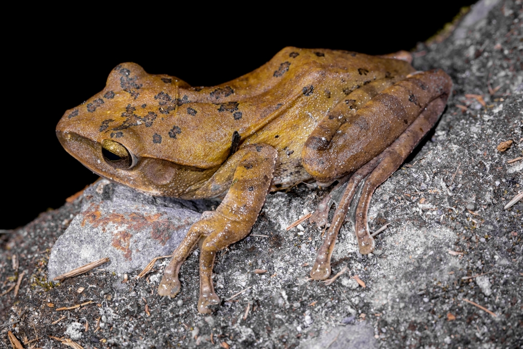 Taiwan Whipping Frog in July 2024 by esoue · iNaturalist