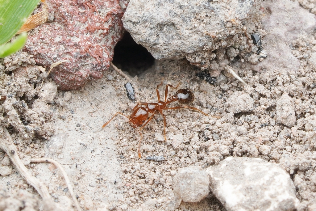 Red Imported Fire Ant from Hogares Marla, 55030 Ecatepec de Morelos ...