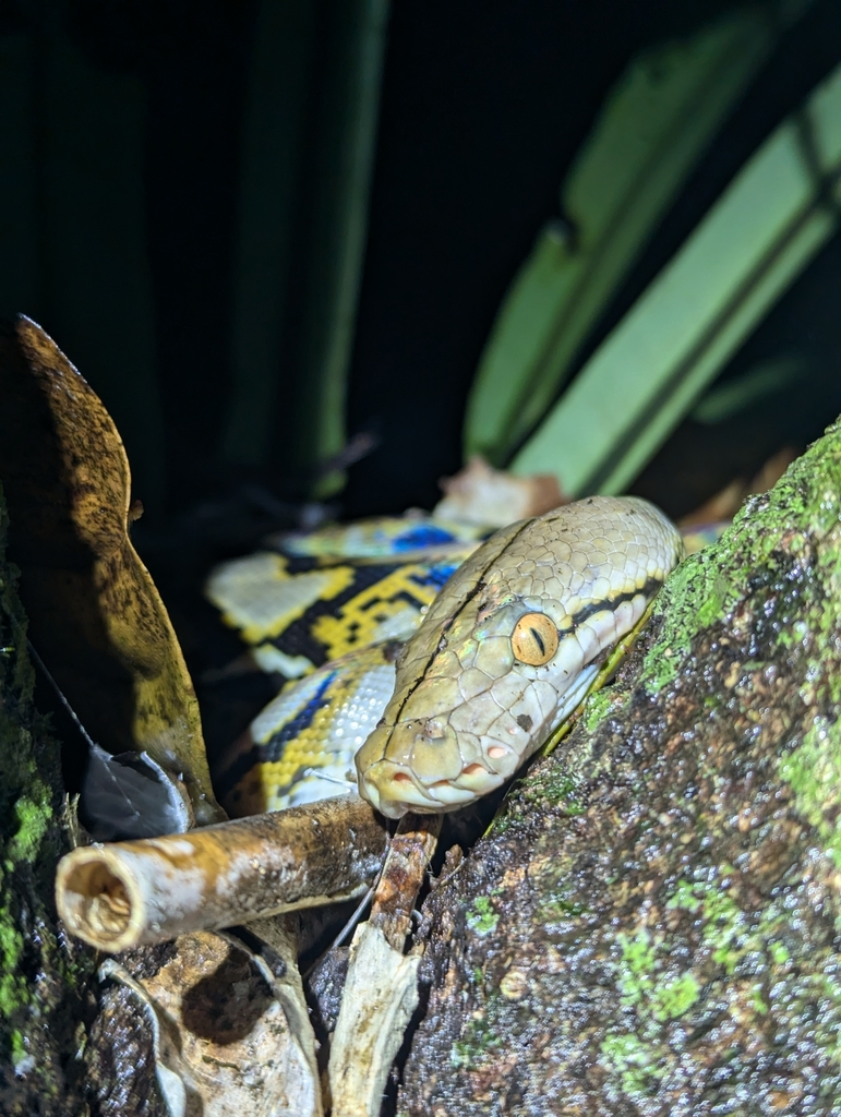 Reticulated Python from Kuching, MY-SK, MY on August 11, 2024 at 11:12 ...