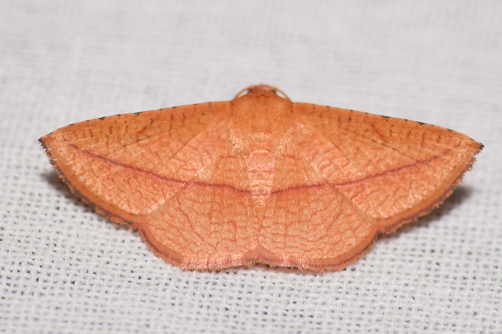 Striglina scitaria from 48GJ+G8X, Veliyathunadu, Kerala 683102, India ...