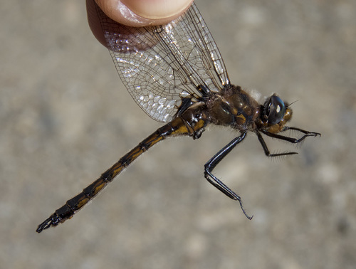 Beaverpond × Spiny Baskettail (Hybrid Epitheca canis × spinigera) · iNaturalist