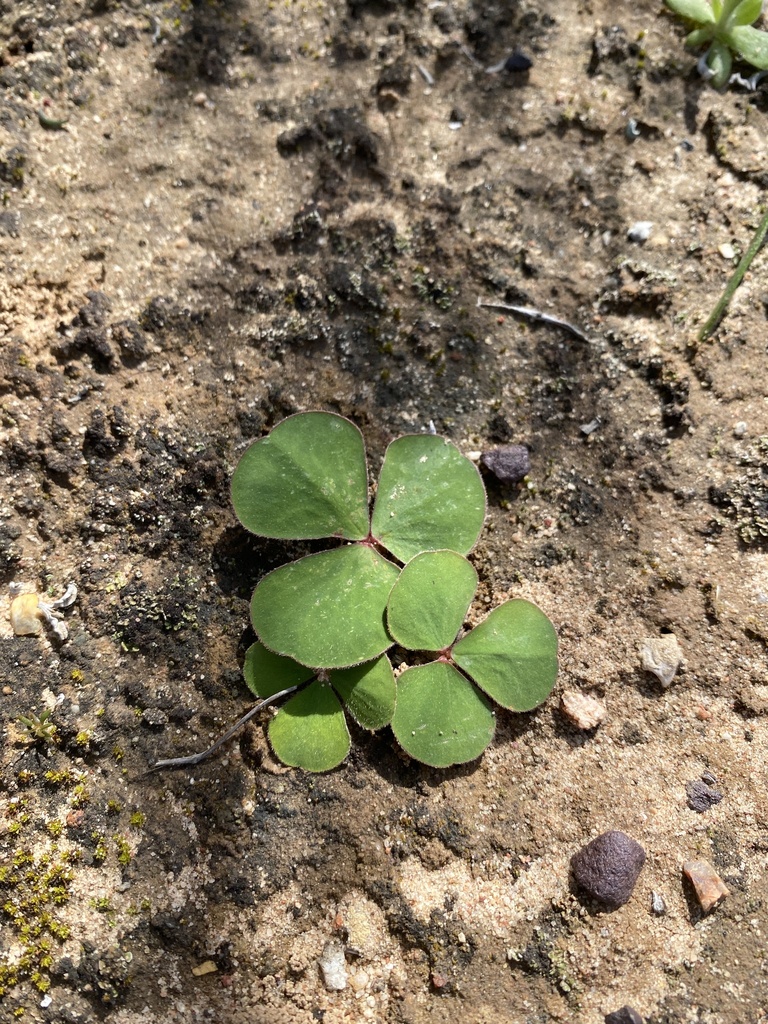 Purple woodsorrel from West Coast, ZA-WC, ZA on August 13, 2024 at 12: ...