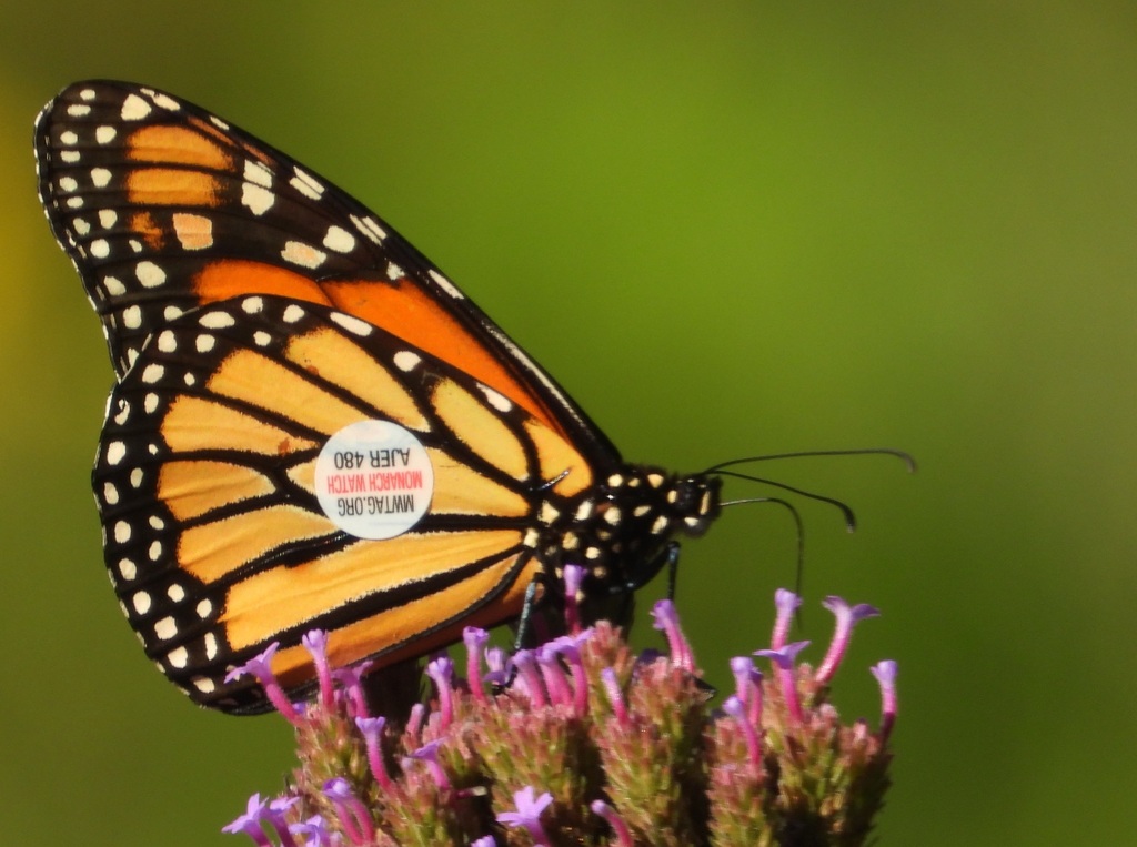 Monarch from Greenbelt Community Gardens, 1 Hamilton Pl, Greenbelt, MD ...