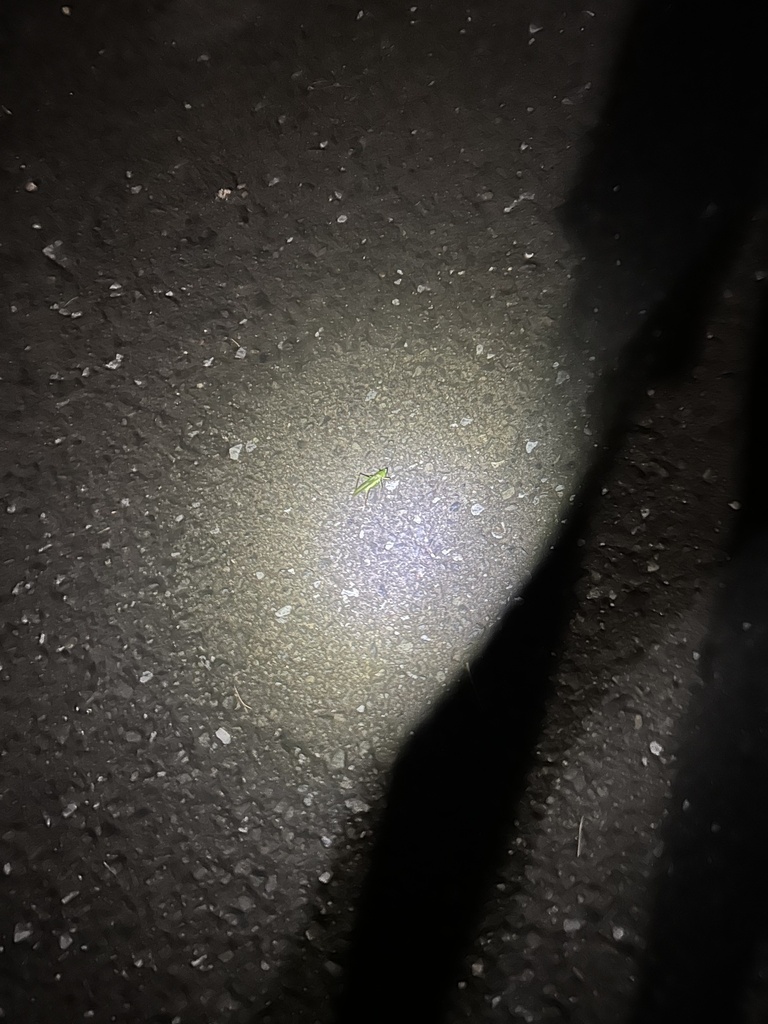 Ruspolia lineosa from 野川公園, 調布市, 東京都, JP on August 13, 2024 at 07:44 PM ...