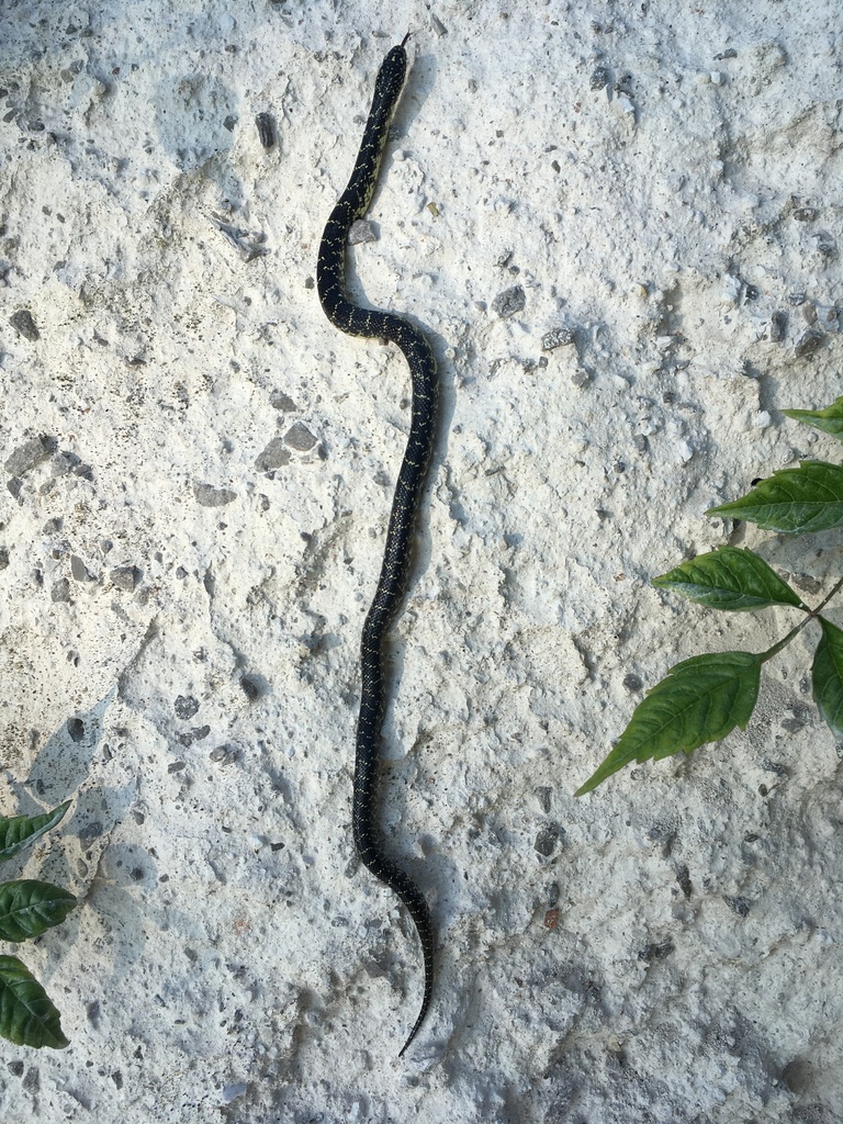 Black Kingsnake from Morgan County, AL, USA on August 13, 2024 at 08:20 ...