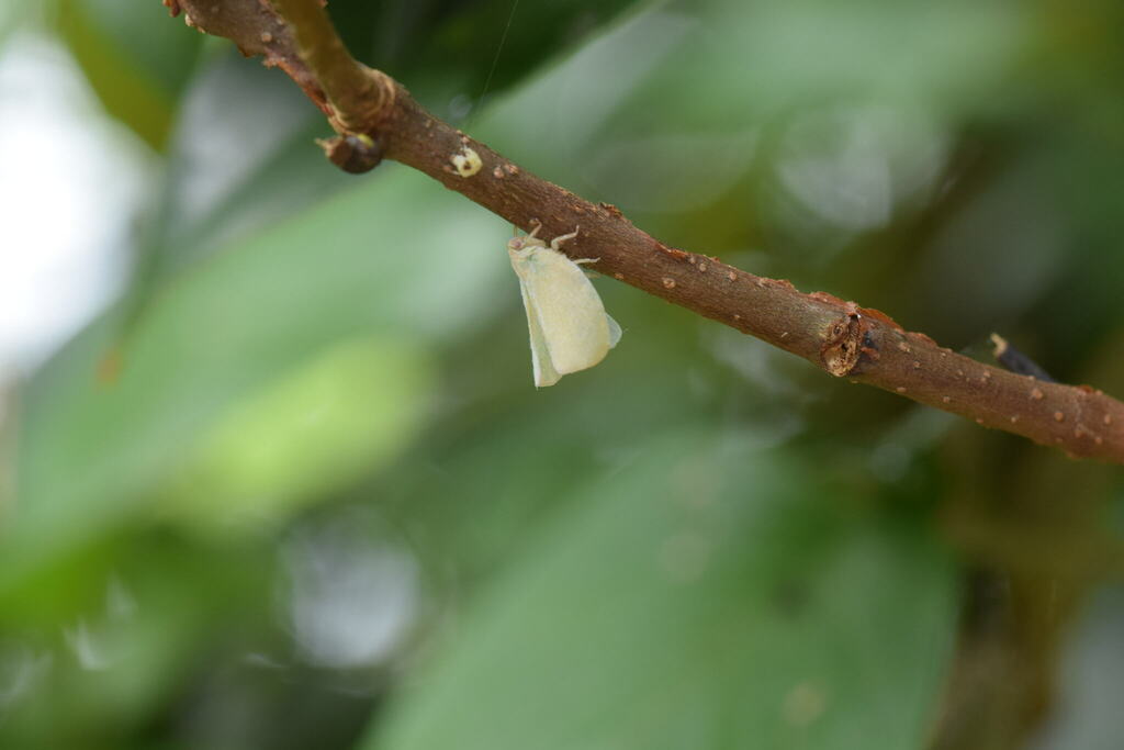 Geisha distinctissima from 日本、〒896-1301 鹿児島県薩摩川内市鹿島町藺牟田 on July 22 ...
