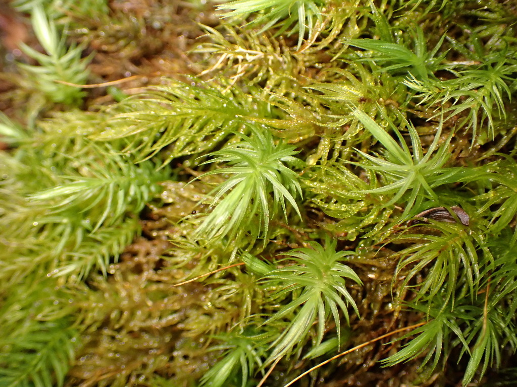 pyrrhobryum moss from Kranshoek, Forest Flora trail,Garden Route ...